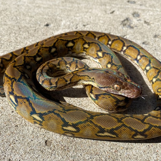 Sd Sunfire Reticulated Python by Reach Out Reptiles LLC