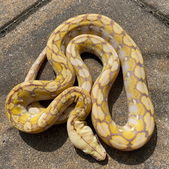 Sd Purple Snow Reticulated Python by Reach Out Reptiles LLC