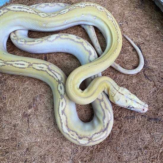 D Golden Child Snow Reticulated Python by Reach Out Reptiles LLC