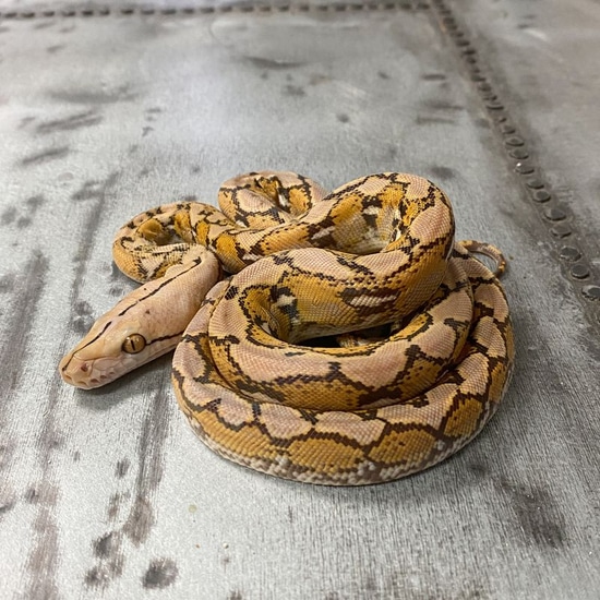 D Indo Caramel 66% Ph Anery Reticulated Python by Reach Out Reptiles LLC
