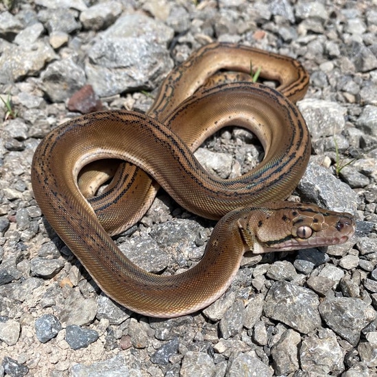 D Motley 66% Ph Indo Caramel 66% Ph Anery Reticulated Python by Reach ...