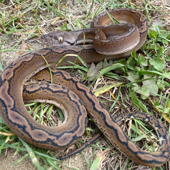 D Motley 66% Ph Indo Caramel 66% Ph Anery Reticulated Python by Reach ...