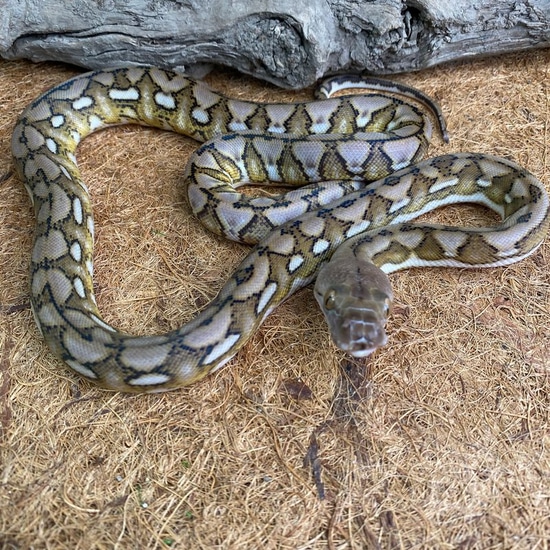 Sd Tiger 100% Het Anery 66% Ph Purple Reticulated Python by Reach Out ...