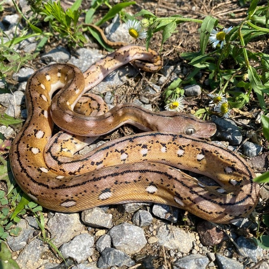 Sd Platinum Motley Tiger 100% Het Anery Reticulated Python by Reach Out ...