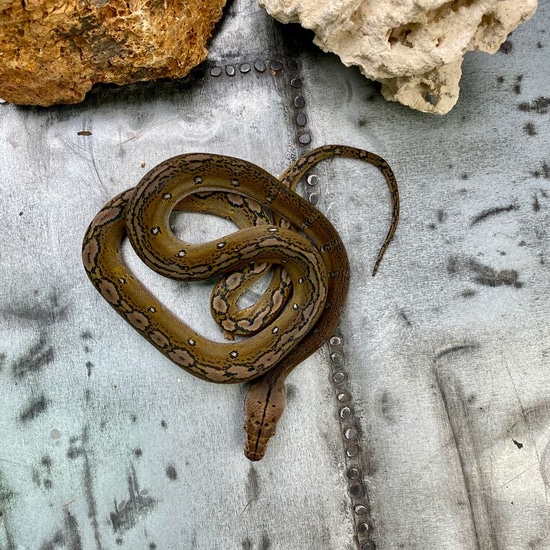 D Motley 66% Ph Indo Caramel 66% Ph Anery Reticulated Python by Reach ...
