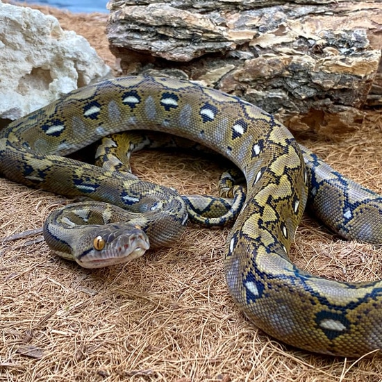 D Wild Type 66% Ph Indo Caramel 66% Ph Anery Reticulated Python by ...