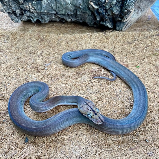 Sd Platinum Motley Gc Tiger 100% Het Anery Reticulated Python by Reach ...