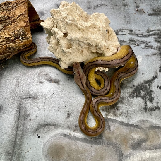 Sd Platinum Motley Tiger 100% Het Anery Reticulated Python by Reach Out ...