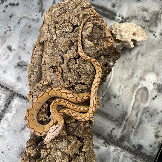 D Orange Glow Motley 100% Het Anery Reticulated Python by Reach Out ...