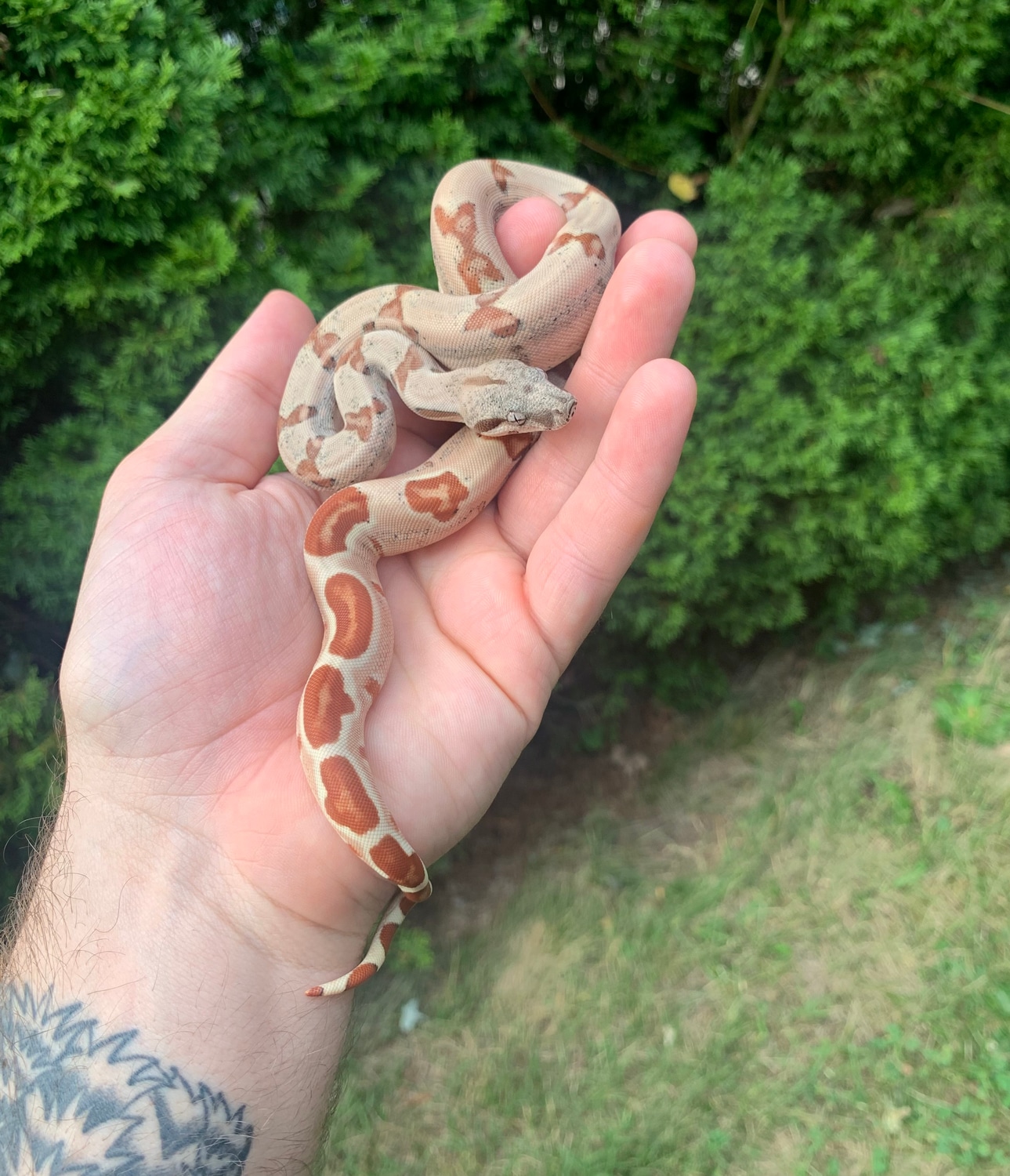 Hypo Jungle 100% Het Kahl Albino Boa Constrictor by Supreme Morph Boas ...