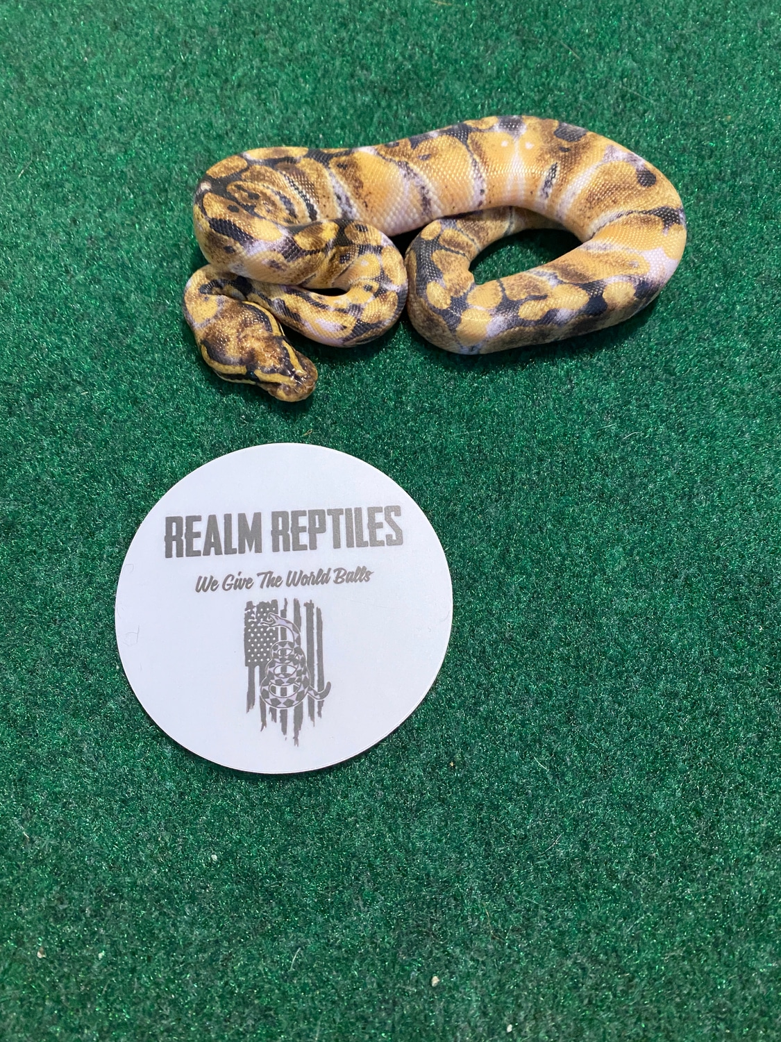 Orange Dream Het Albino Ball Python by Realm Reptiles We Give The World ...
