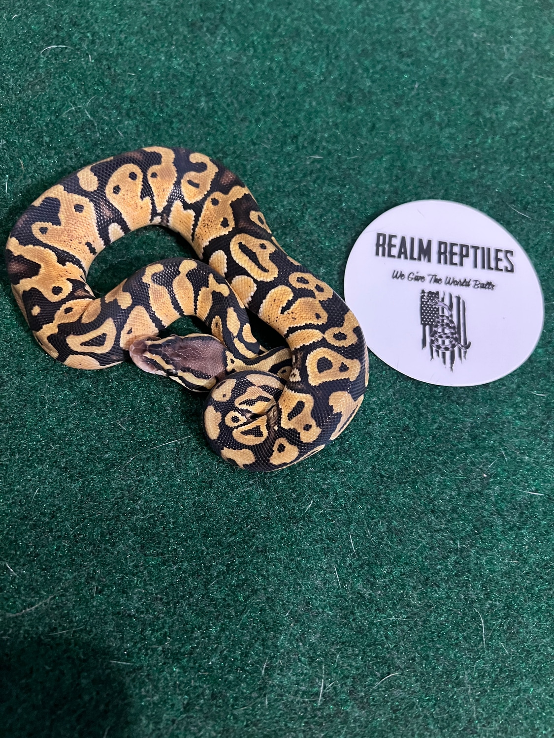 Pastel Het Pied Het Ultramel Ball Python by Realm Reptiles We Give The ...