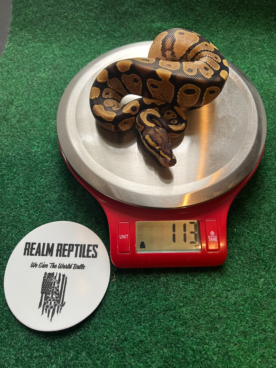 Fire Ball Python by Realm Reptiles We Give The World Balls!!! - MorphMarket