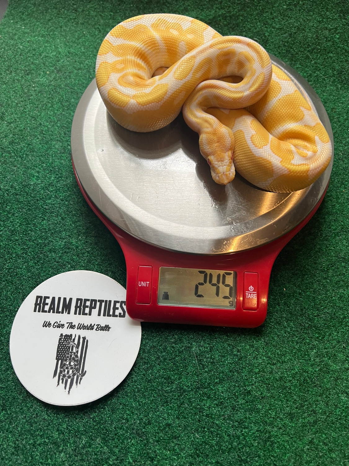 Orange Dream Albino Ball Python by Realm Reptiles We Give The World ...