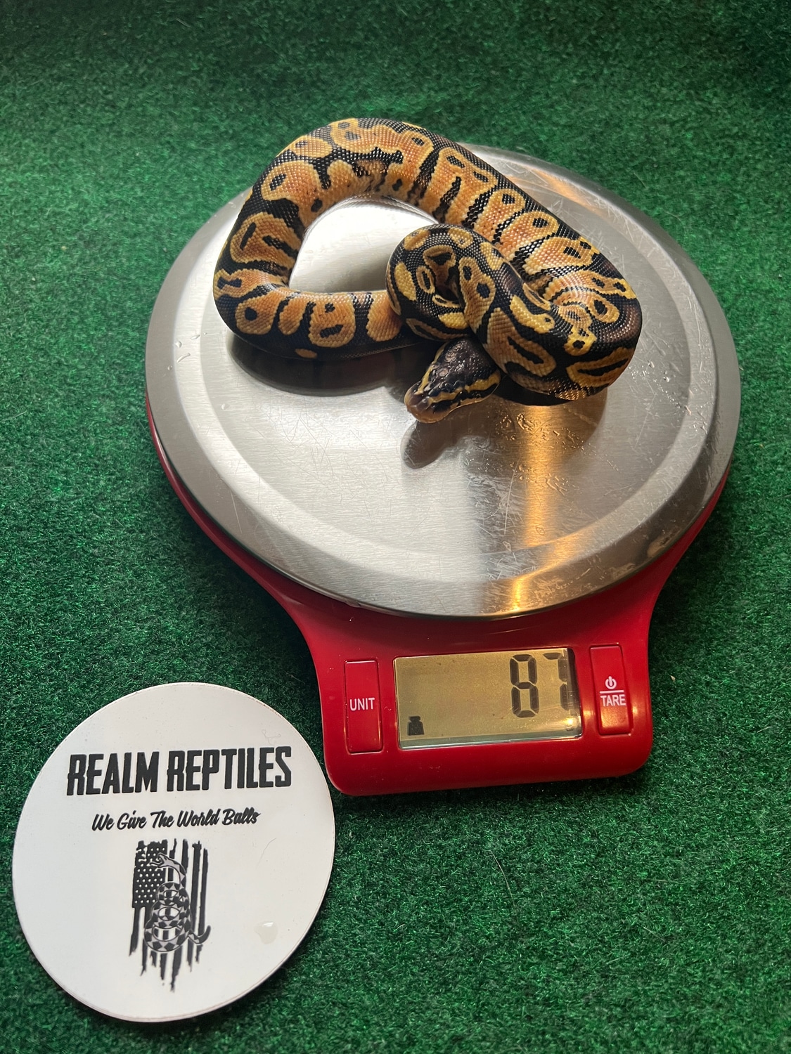 Pastel 100% G Stripe 50% Het Clown Ball Python by Realm Reptiles We ...