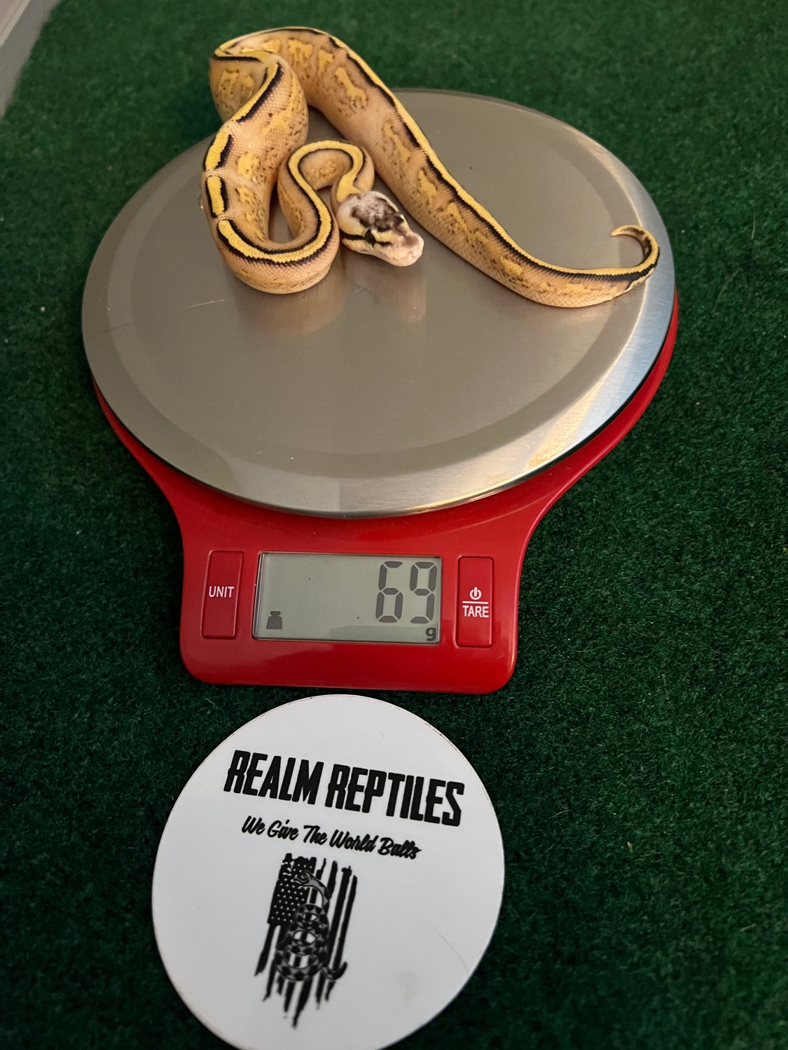 Pastel Super Stripe Ball Python by Realm Reptiles We Give The World ...