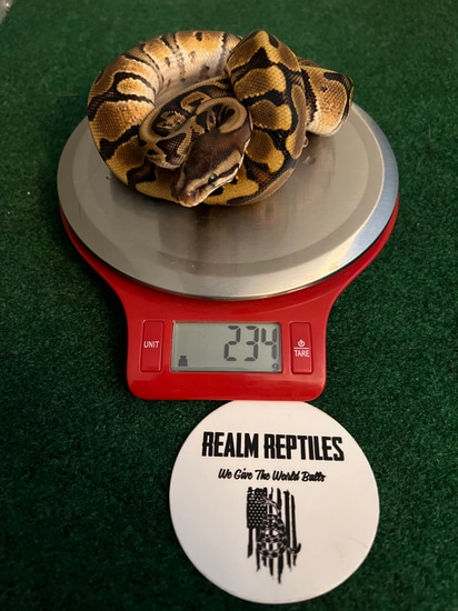 HGW Fire Ball Python by Realm Reptiles We Give The World Balls ...