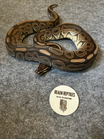 Lori Ball Python by Realm Reptiles We Give The World Balls!!!