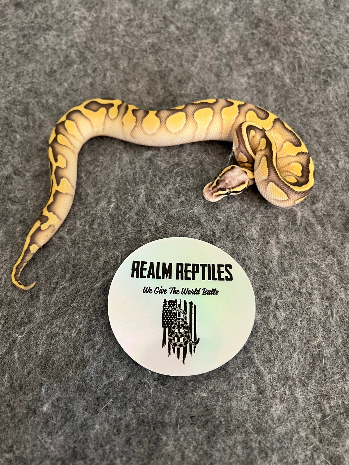 Firefly Lesser Ball Python by Realm Reptiles We Give The World Balls ...