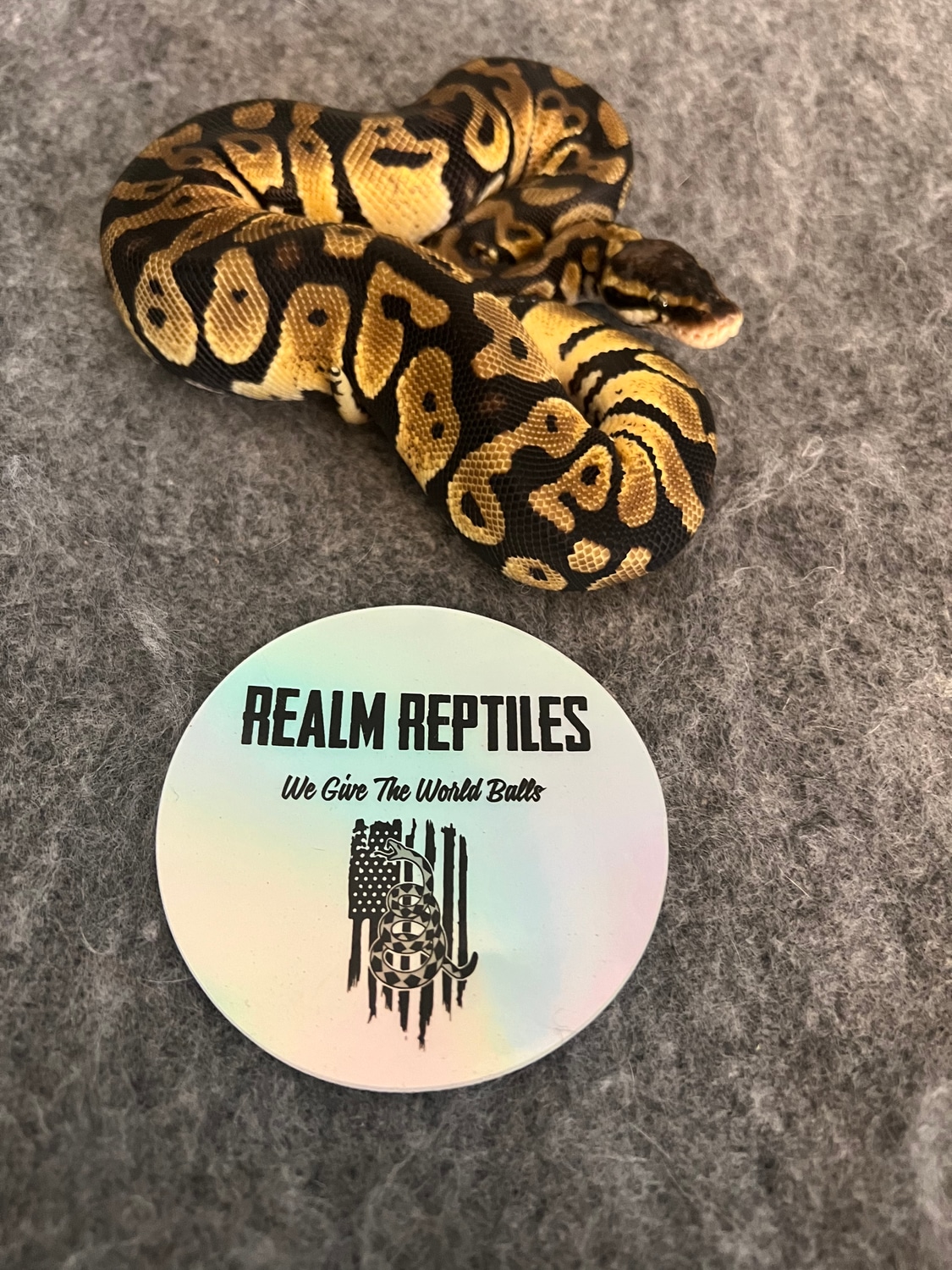 Pastel Enchi Het Clown Ball Python by Realm Reptiles We Give The World ...