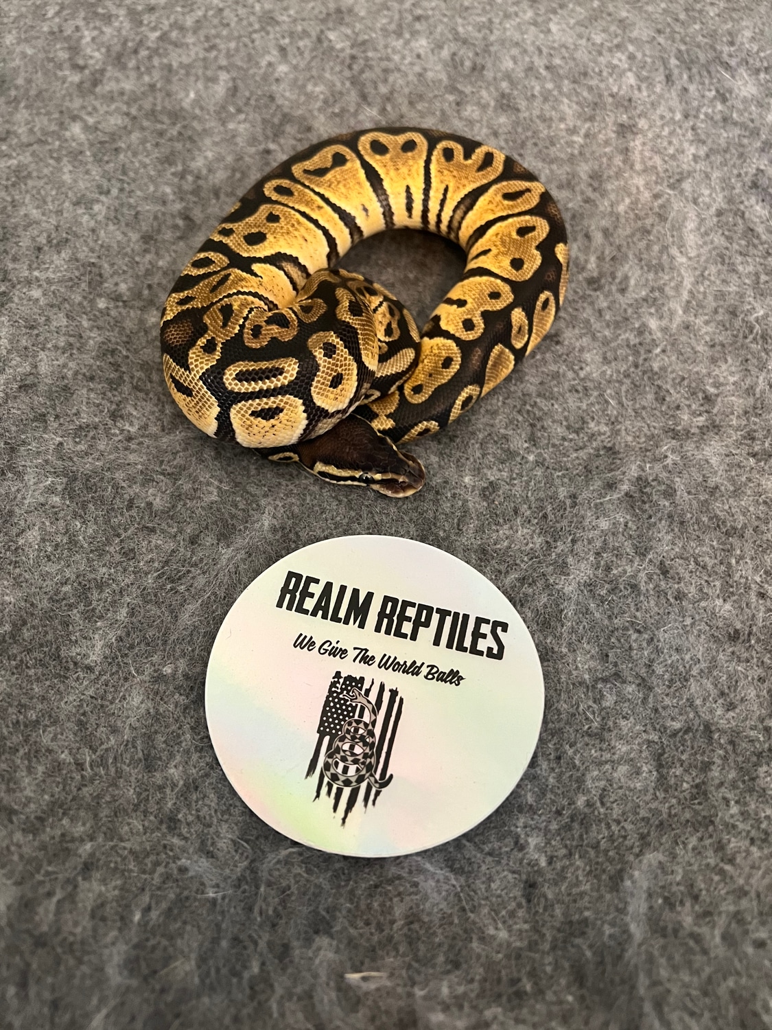 Pastel Het Tsk Ball Python by Realm Reptiles We Give The World Balls ...