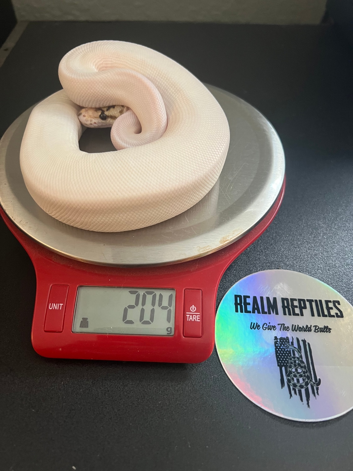 Bumble Bee Spied 100% Het Albino Poss Mohave Ball Python by Realm ...