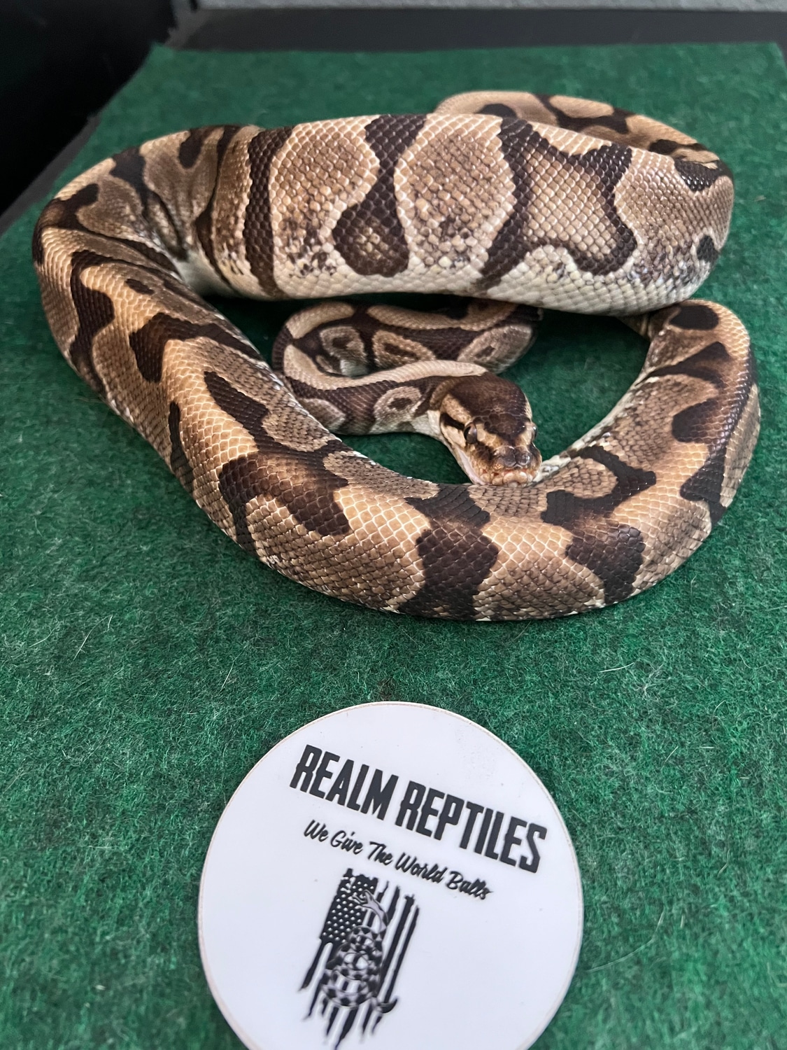 Hidden Gene Woma Ball Python By Realm Reptiles We Give The World Balls 
