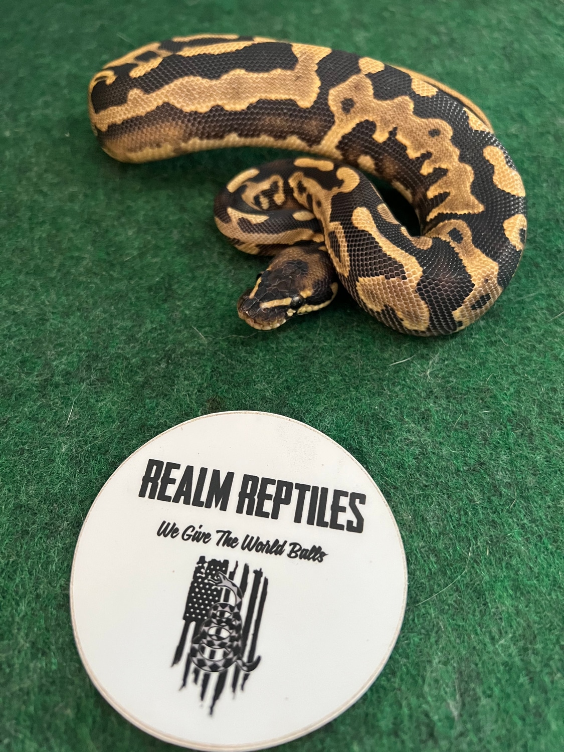 Leopard Super Spotnose Ball Python by Realm Reptiles We Give The World ...
