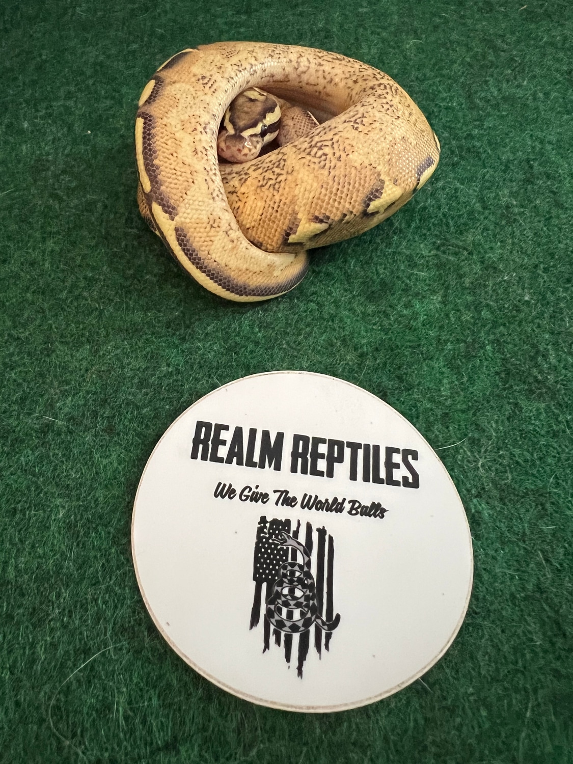 Bypass Ball Python by Realm Reptiles We Give The World Balls ...