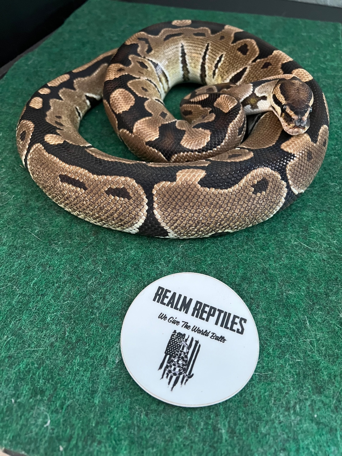 Het Albino Ball Python by Realm Reptiles We Give The World Balls ...