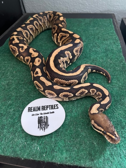 Black Pastel YB Female Breeder Ball Python by Realm Reptiles We Give ...