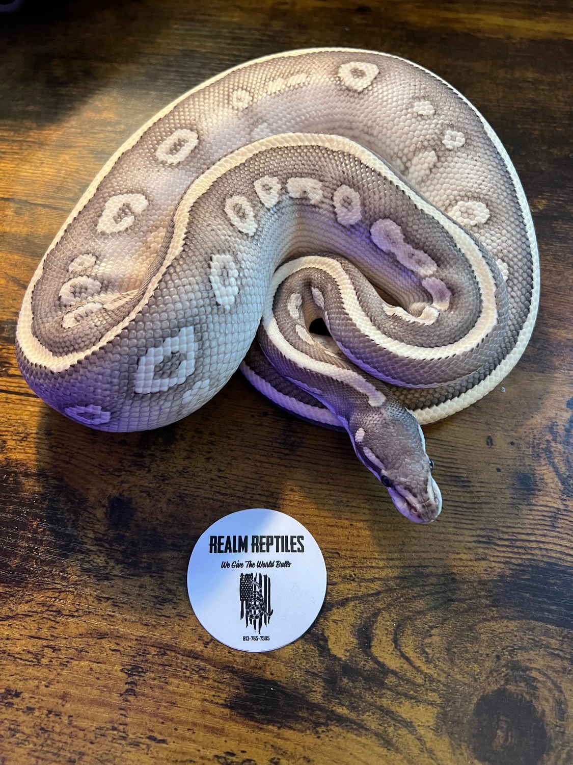Super Mystic Vanilla Ball Python by Realm Reptiles We Give The World ...