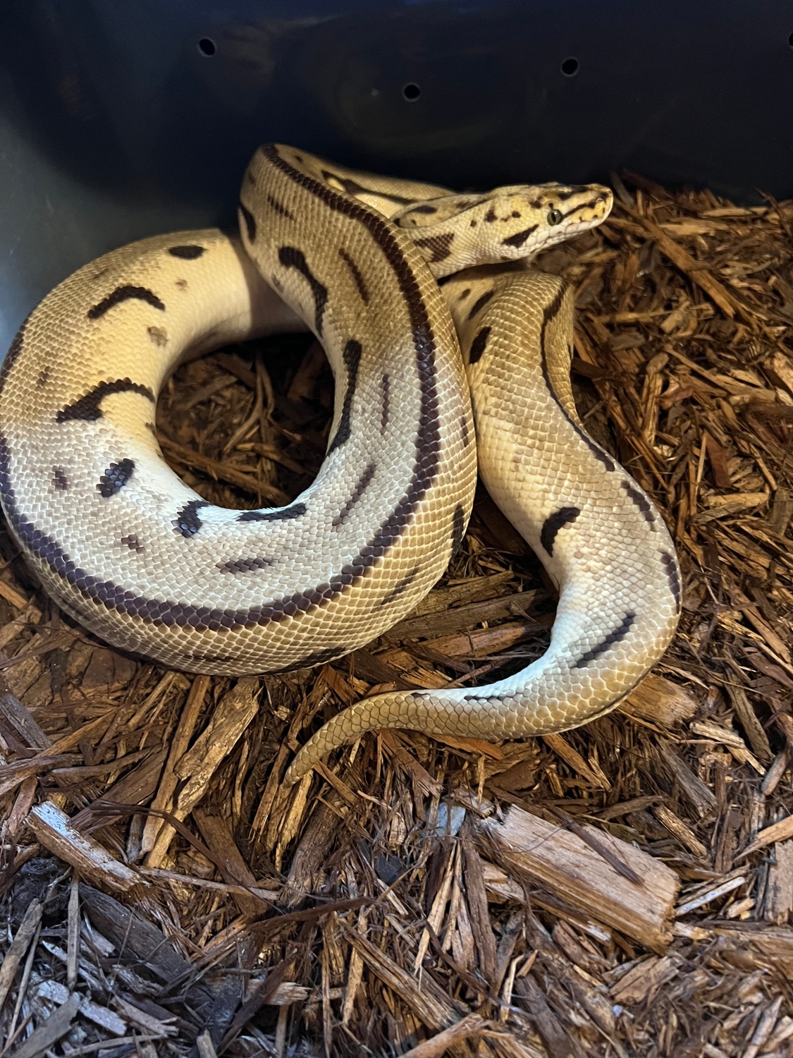 Leopard Bumble Bee Ball Python by Realm Reptiles We Give The World ...