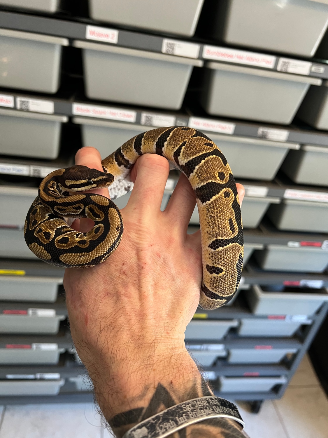 Dbl Het Clown Pied Ball Python by Realm Reptiles We Give The World ...