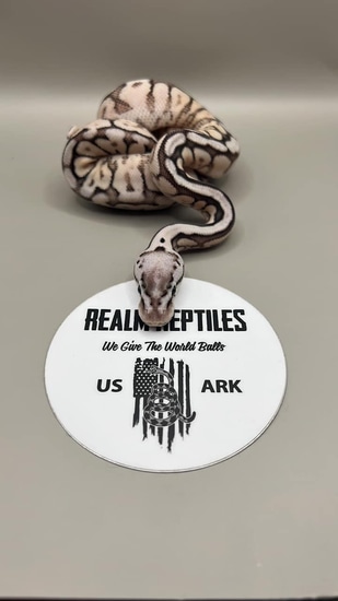 Vanilla Pewter Het Pied Ball Python by Realm Reptiles We Give The World ...