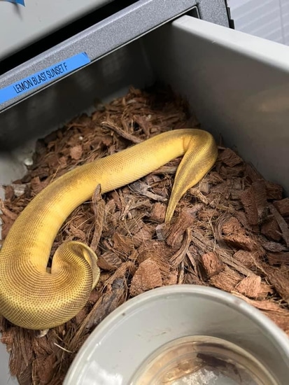 Lemon Blast Sunset Ball Python by Realm Reptiles We Give The World Balls!!!