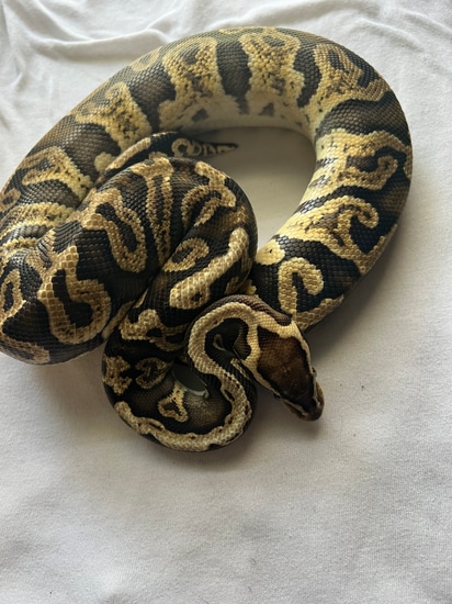 Pastel Ghi Vanilla Hypo Ball Python by Realm Reptiles We Give The World Balls!!!