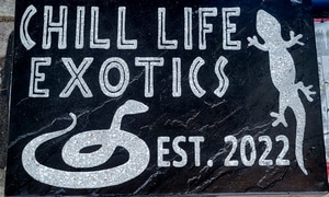 Chill Life Exotics - MorphMarket