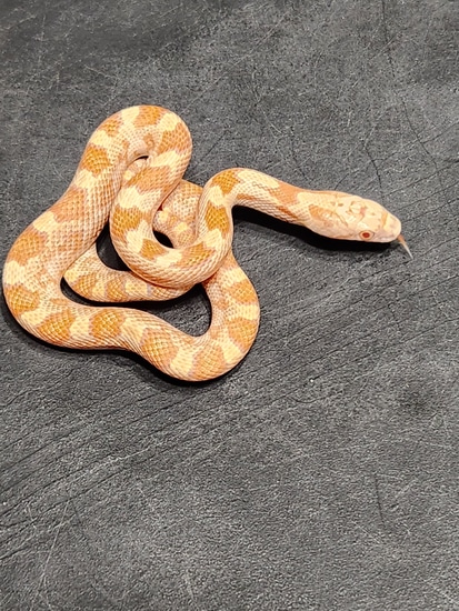 Albino Black Rat Snake Other Rat Snake by Chill Life Exotics