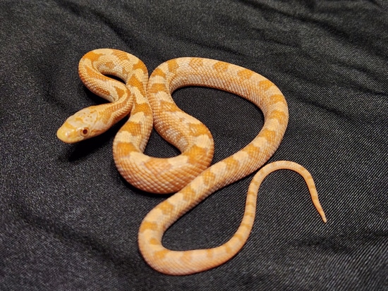 Bubblegum Hypo Black Rat Other Rat Snake by Chill Life Exotics