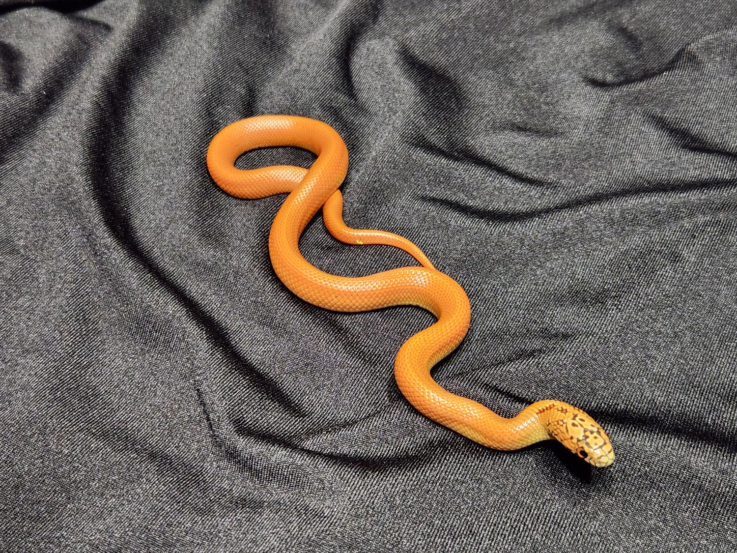 High Red Hypo Pattern Less Florida King Snake Florida Kingsnake by ...