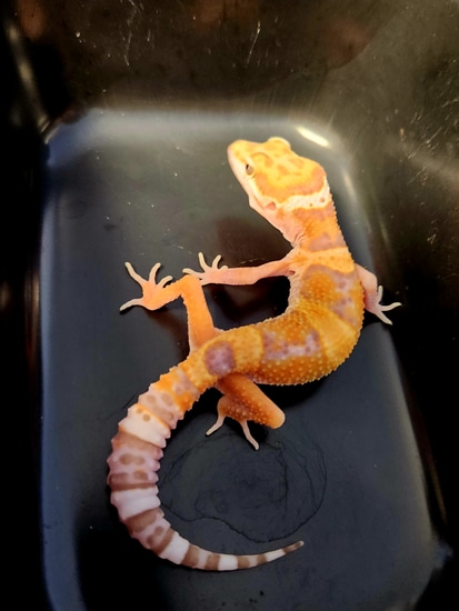 Tremper Blood Leopard Gecko by Chill Life Exotics