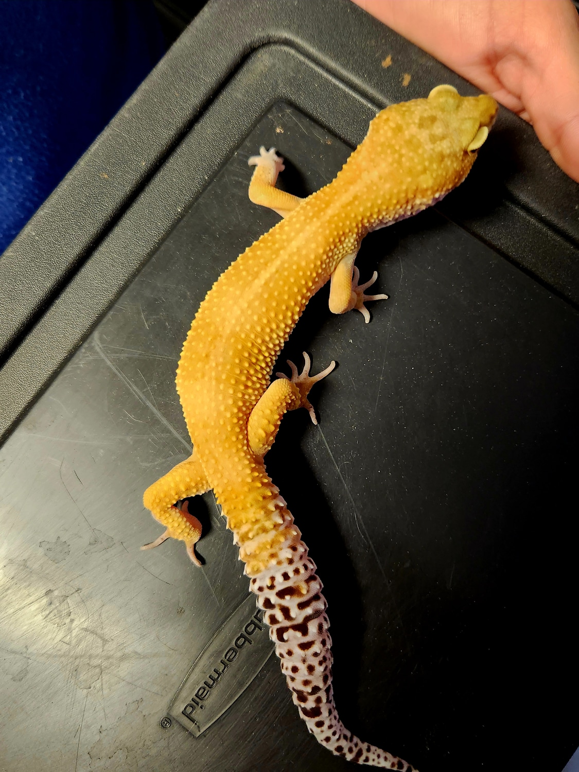 Super Hypo Tangerine Carrot Tail Baldy Leopard Gecko by Chill life ...