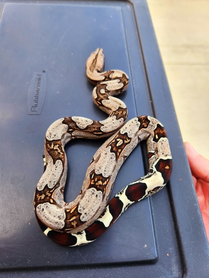 Cbb Bcc Surinam True Red-Tailed Boa Constrictor by Chill Life Exotics