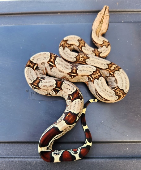 Cbb Bcc Suriname True Red-Tailed Boa Constrictor by Chill Life Exotics