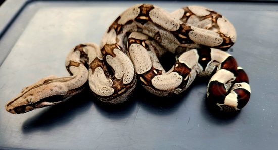 Cbb Bcc Surinam True Red-Tailed Boa Constrictor by Chill Life Exotics