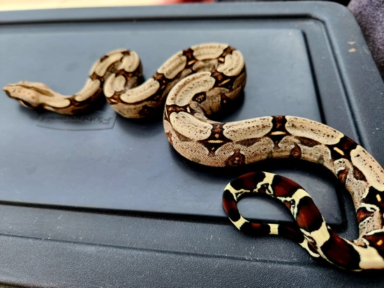 Cbb Bcc Surinam True Red-Tailed Boa Constrictor by Chill Life Exotics