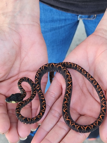 Halloween Phase Cbb Amazon Tree Boa by Chill Life Exotics
