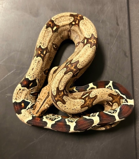 Cbb Bcc Surinam True Red-Tailed Boa Constrictor by Chill Life Exotics