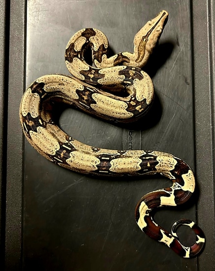 Cbb Bcc Surinam True Red-Tailed Boa Constrictor by Chill Life Exotics